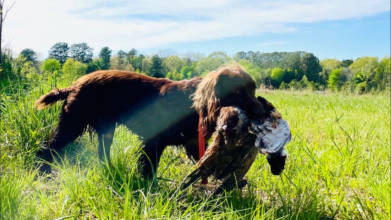 Hunting Cocker Spaniel Cash - YouTube
