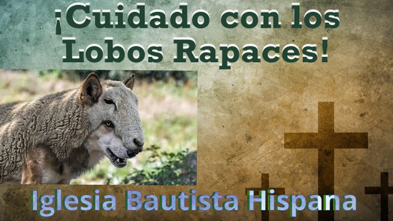 ¡Cuidado con los Lobos Rapaces! - YouTube
