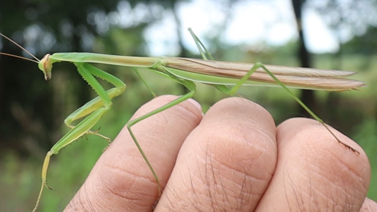 Mantis activity in search of food | Mantis | TyTy Real Nature Life ...