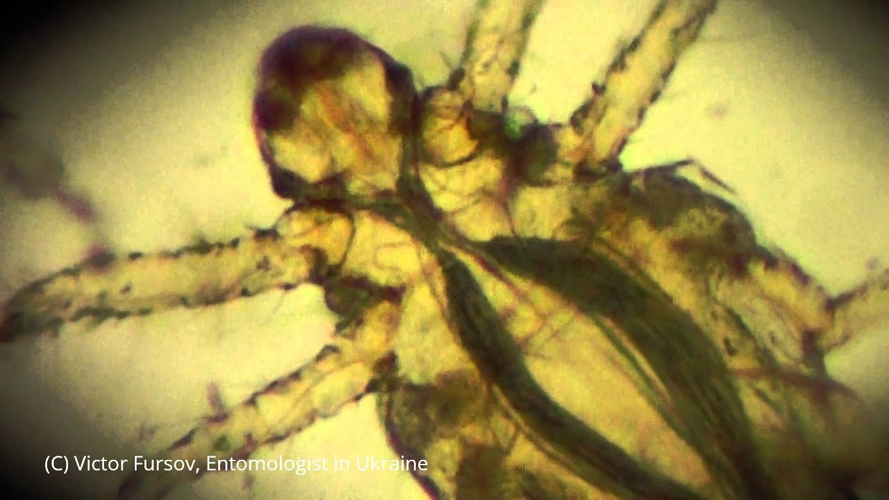 Under Microscope: Grain Itchy Mite Pediculoides ventricosus on ...