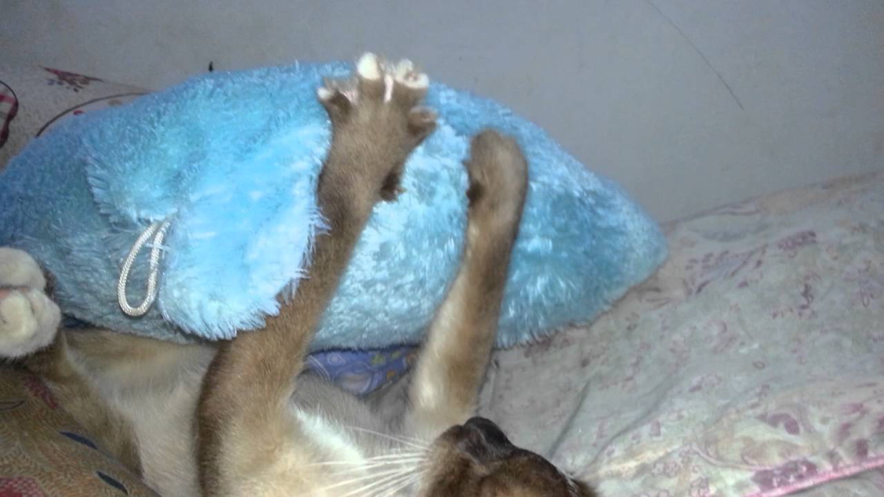 Kucing saya.. - YouTube