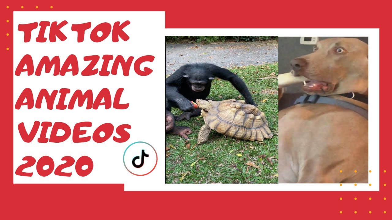 TikTok Amazing Animal Videos Compilation (2020) Entertaining, Funny ...