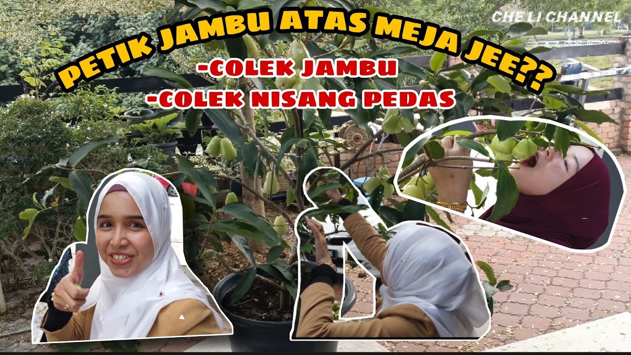 Makan Colek Jambu Petik Terus Dari Pokok l Jambu Madu l Jambu Bertih ...