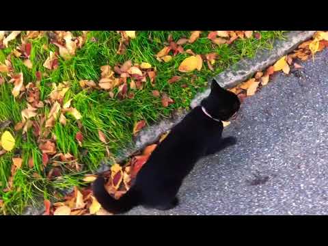 A Day In Lala's Life #Lala'sMeowVlog1