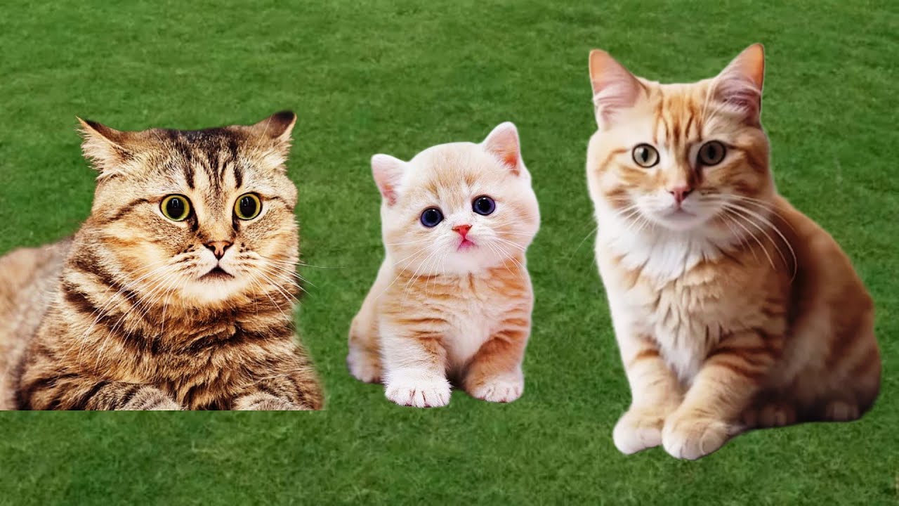 ANAK KUCING MEONG MEONG - kucing meong meong kucing kawin - KUCING ...