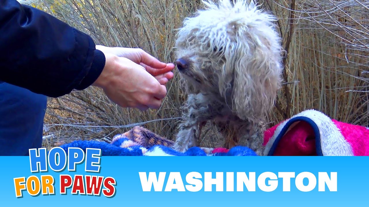 Badly injured stray poodle bites Hope For Paws rescuer and sends her to ...