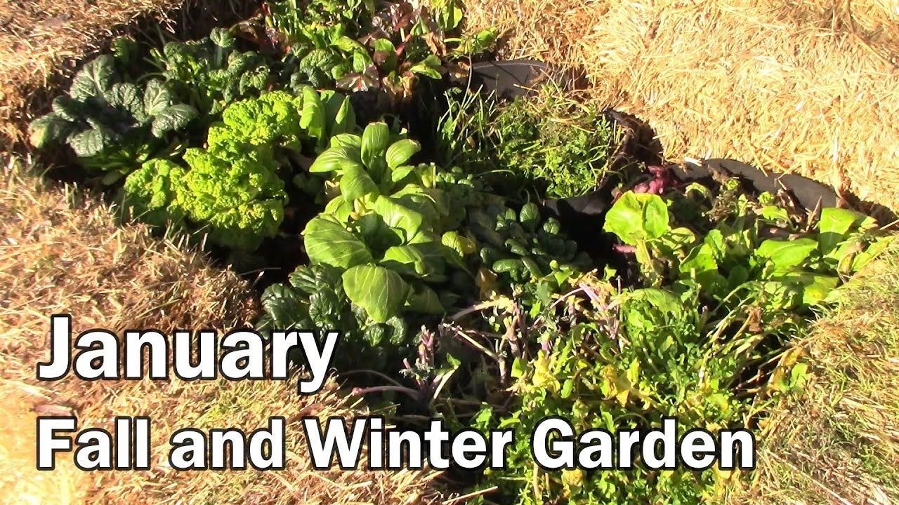 January Fall And Winter Garden Update - After 5 Below Zero Fahrenheit ...