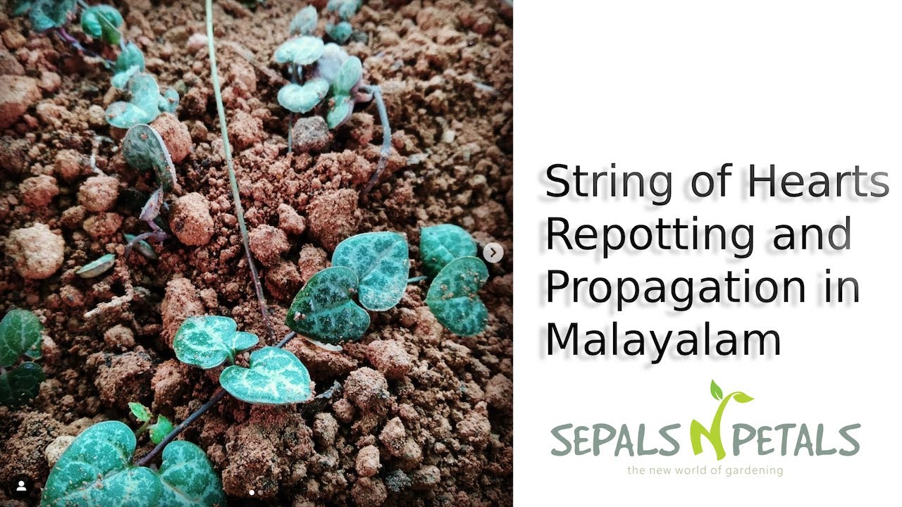 Hanging Plant String of hearts Malayalam Repotting and Propagation ...