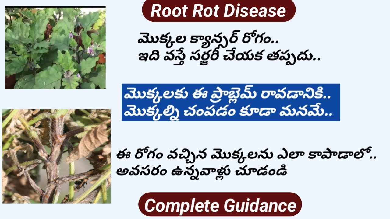 How to identify Root Rot Disease/how to save Dead plants/ఈ రోగం వచ్చినా ...