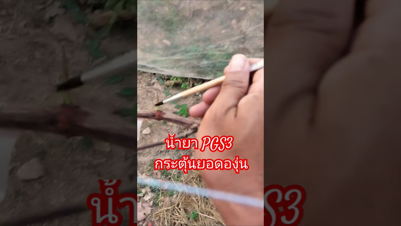 น้ำยา PGS3 กระตุ้นยอดองุ่น #ไร่ลุงแจ๊ก #องุ่น #pgs3 - YouTube