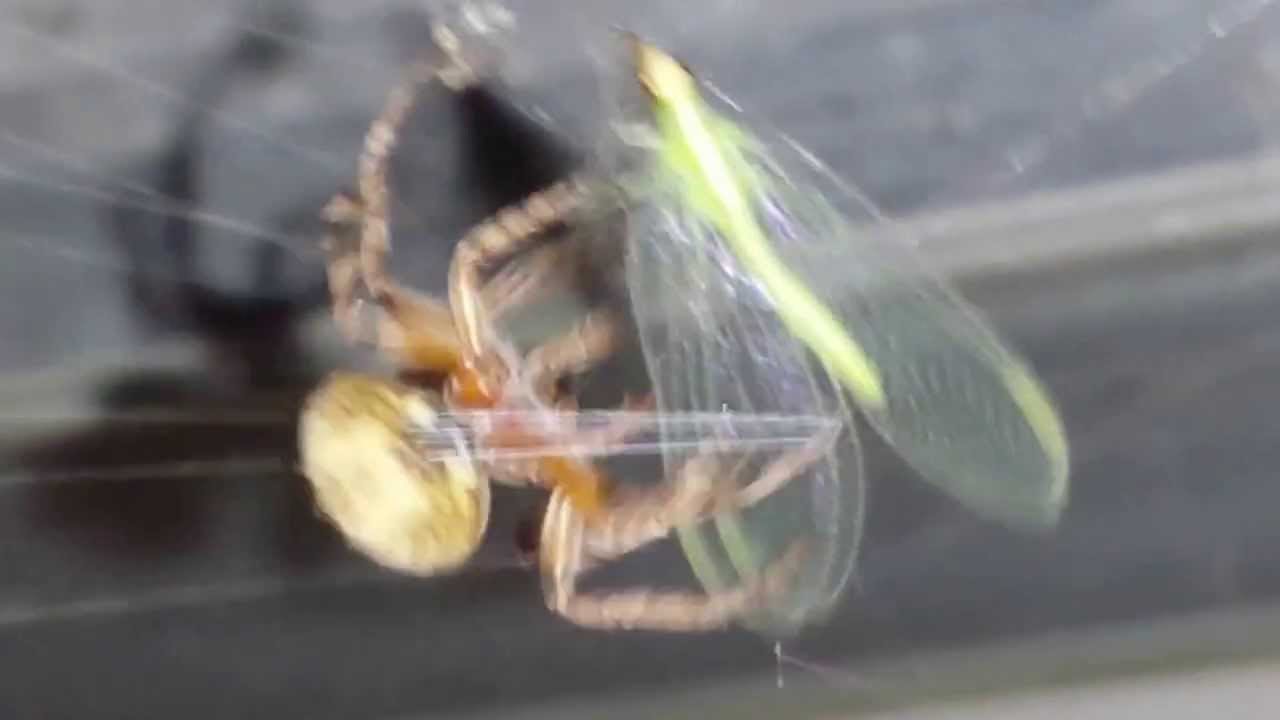 Spider attacking her prey - YouTube