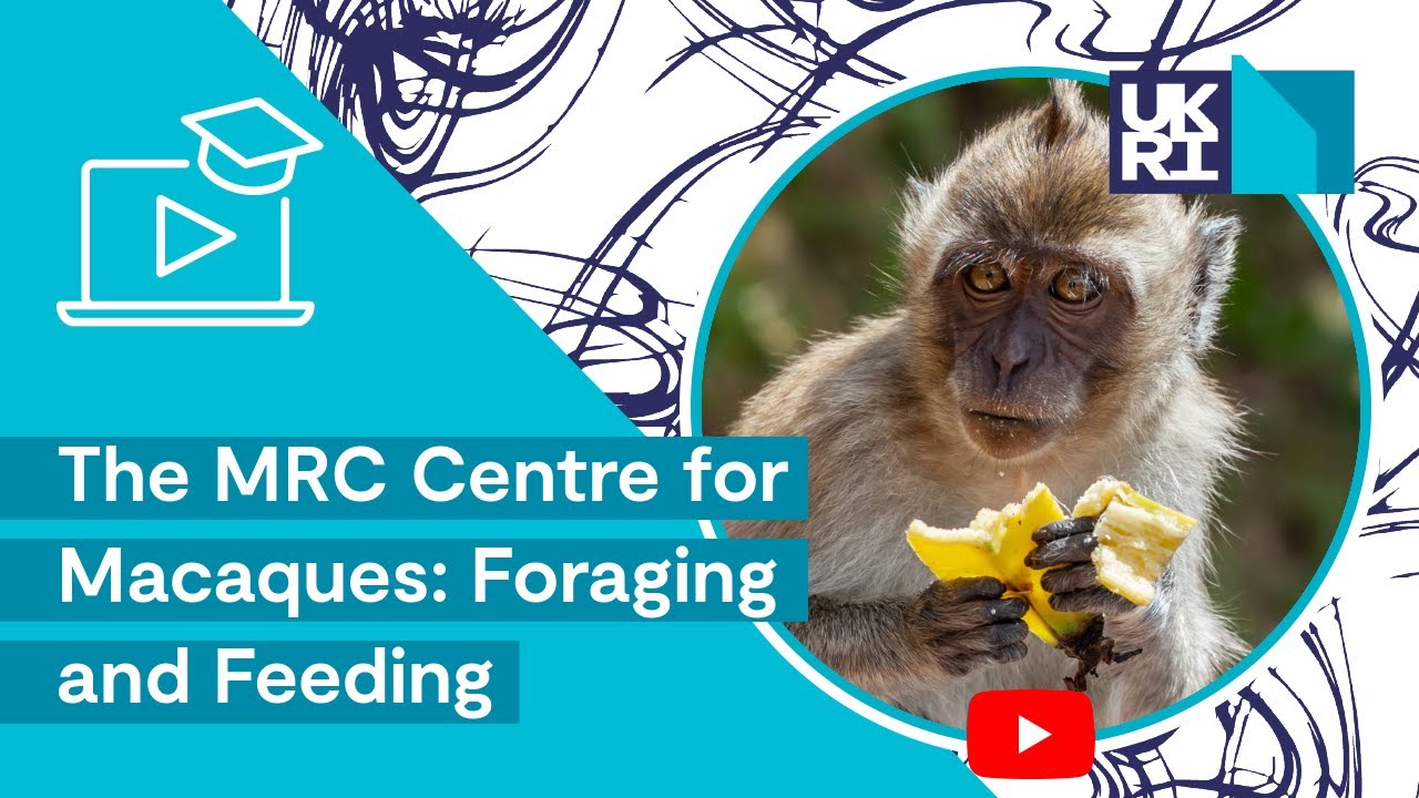MRC Centre for Macaques | Foraging and Feeding - YouTube