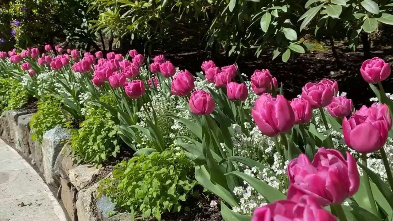 Butchart Gardens April 30 - YouTube