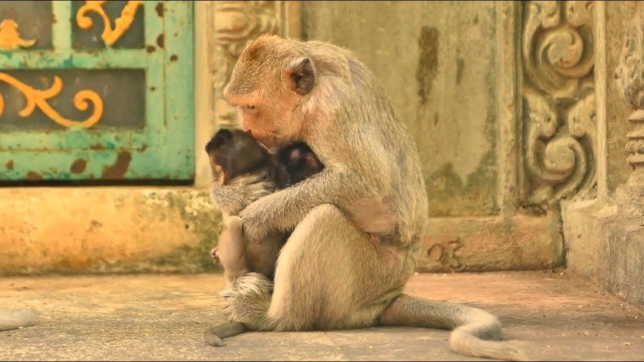 Ohoa, Very warm hug & kiss/ Look like twins baby, Malika hugging Emma ...