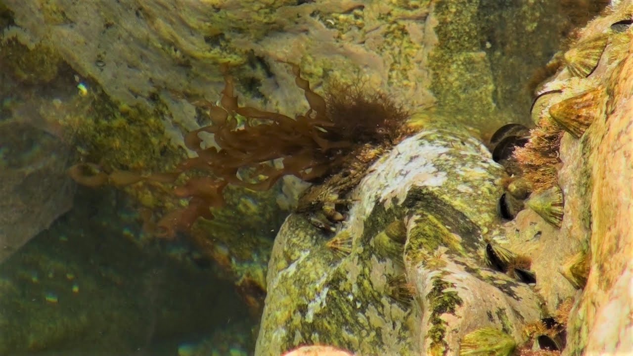 Relax - Crabs in a seawater puddle with unusual rock shapes in the ...