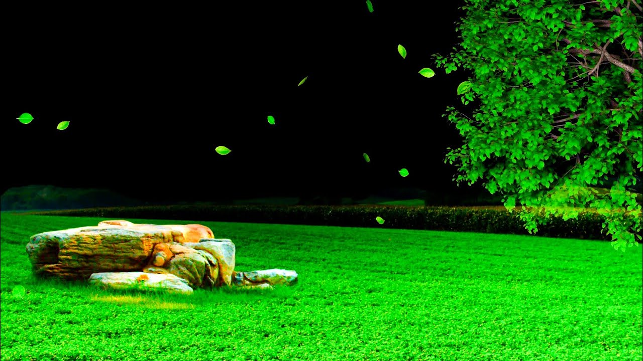 Green screen tree##tree fall HD background video editing||tree leaf ...