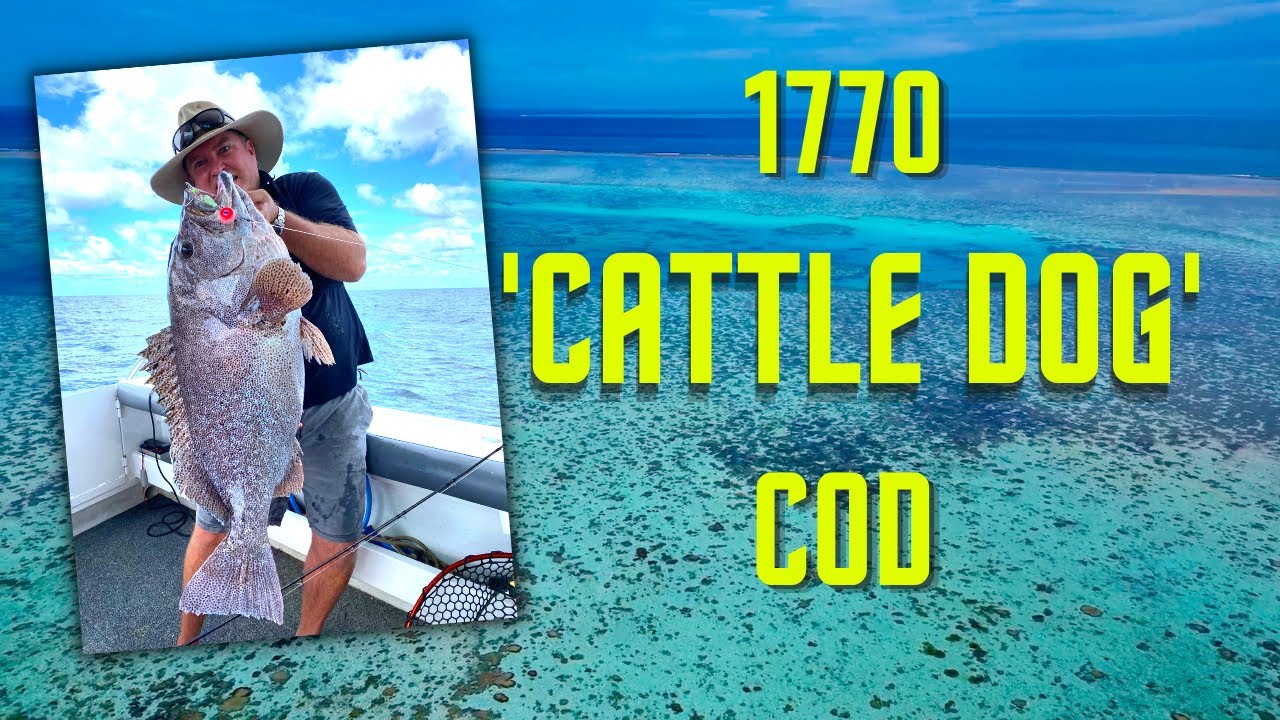 1770 'Cattle Dog' Cod - DEEP SEA FISHING 1770 - FISHING VIDEO (Session ...