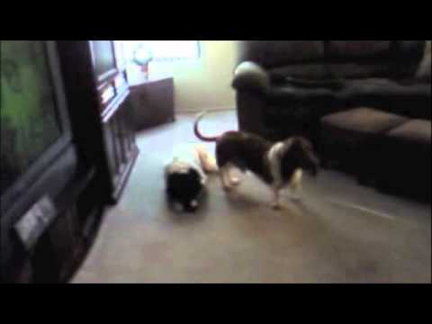 Basset and Border Collie Mix - YouTube