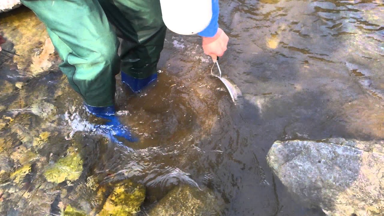 [수서곤충] 물속곤충 채집하기 Collecting aquatic insects - YouTube