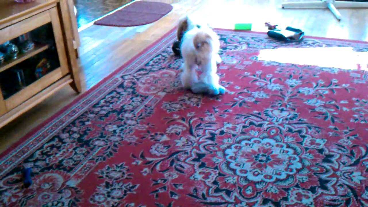 Theodore, the Shih Tzu - YouTube