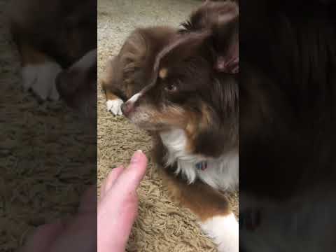 Asmr featuring My dog - YouTube