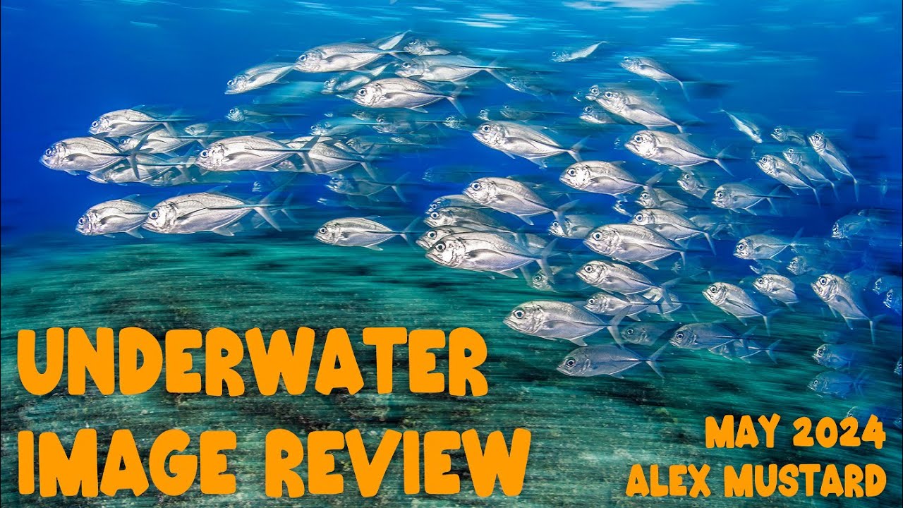 Underwater Image Review with Alex Mustard. May 2024. Part 2 - YouTube