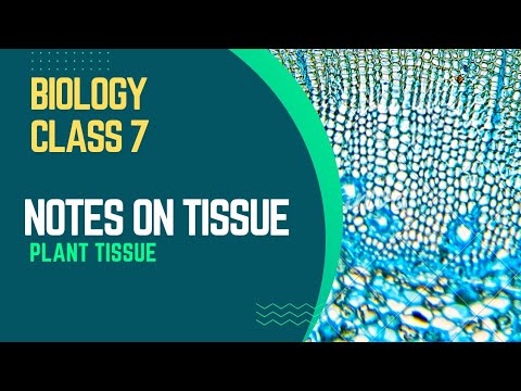 Tissue Part 1 || Plant Tissue || Notes || Class 7 || ICSE - YouTube