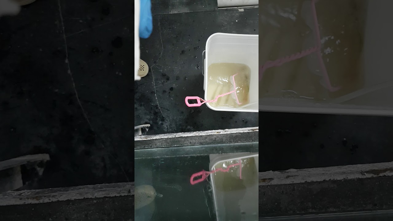 Shrimp blood (haemolymph) collection. - YouTube