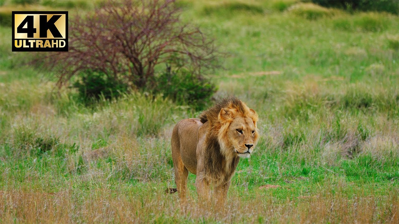 4K Ultra HD Video || Windy savannah with male lion walking in central ...