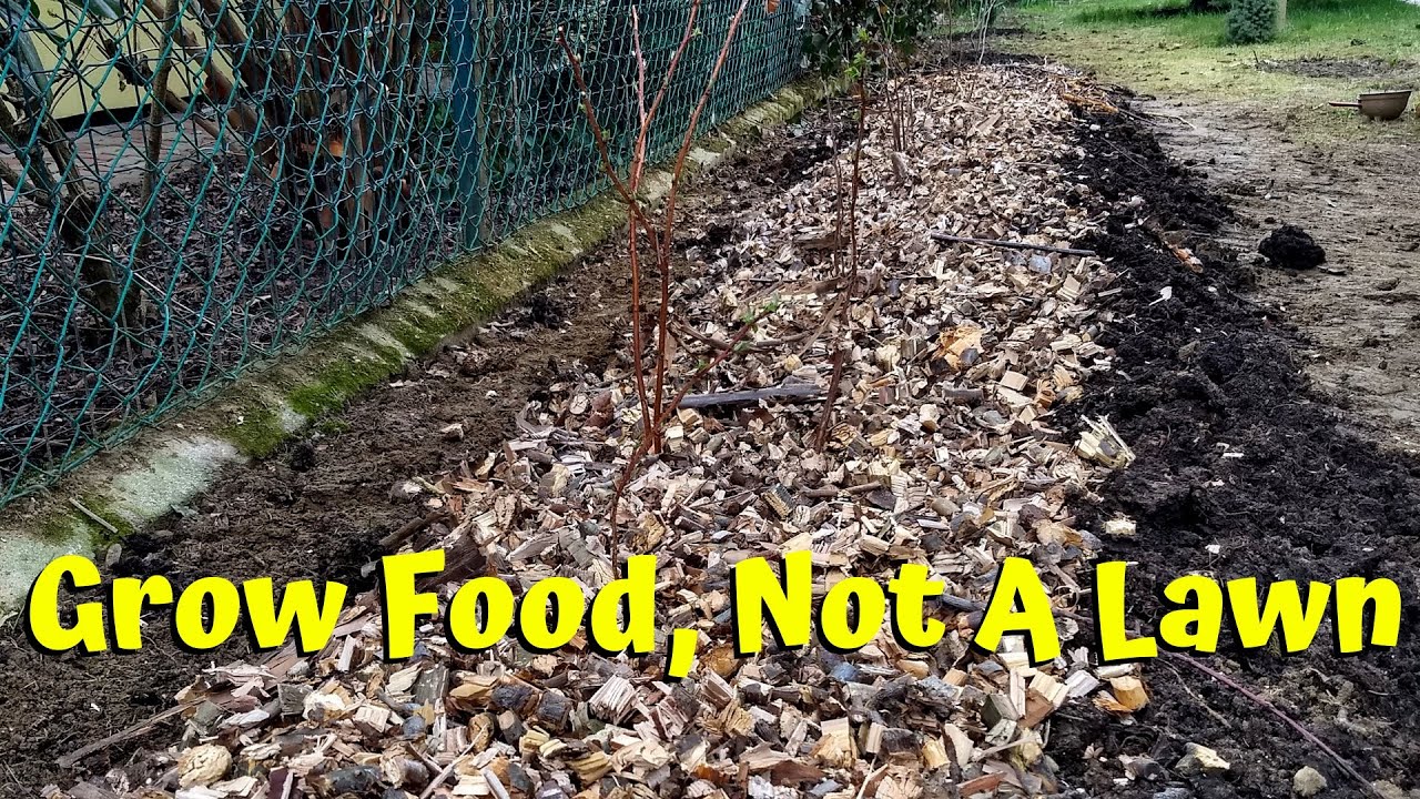 I'm Back - Planting & Mulching More Raspberries - YouTube