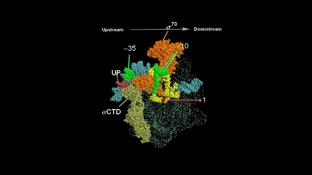Open complex III: DNA & Sigma 70 & alpha-CTD - YouTube