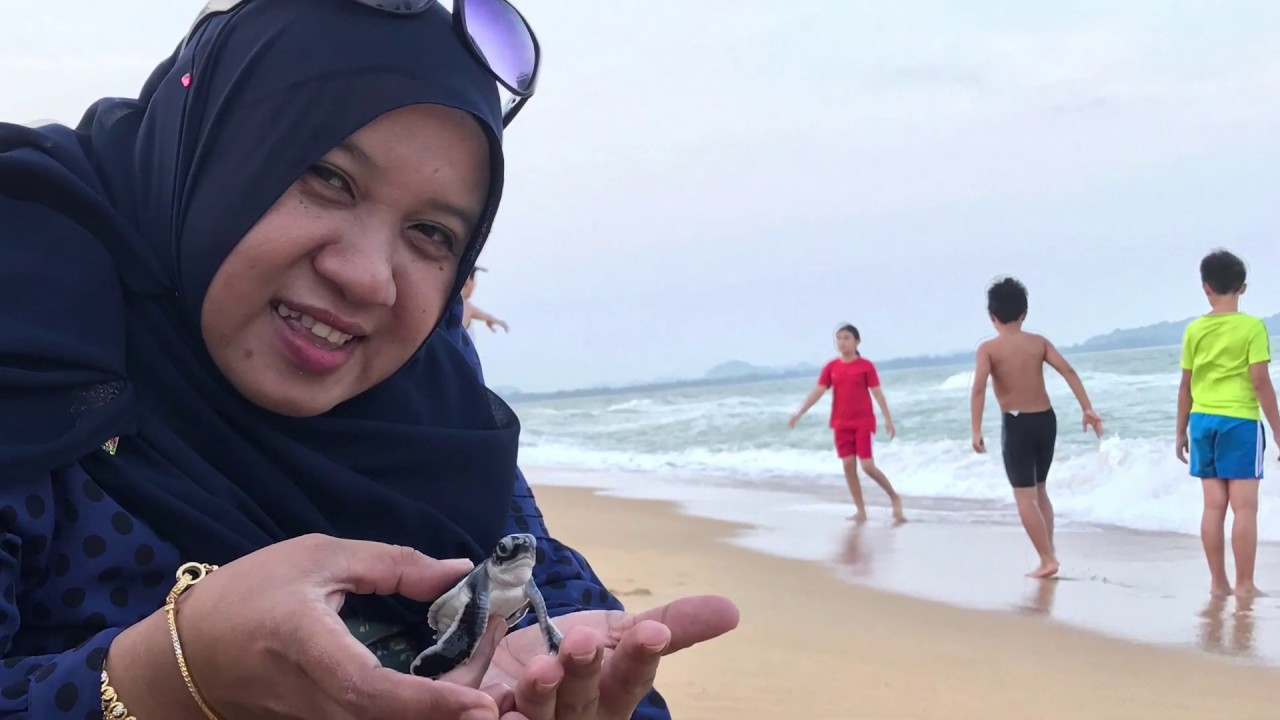 Released Baby Turtles Into The Ocean at Cherating Turtle Sanctuary ...