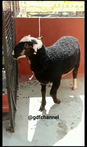 Deccan sheep lamb | @gdfchannel8724 | karnataka jawari sheep | Black ...
