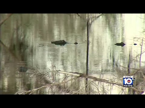 Florida trappers pull two gators out of a pond - YouTube