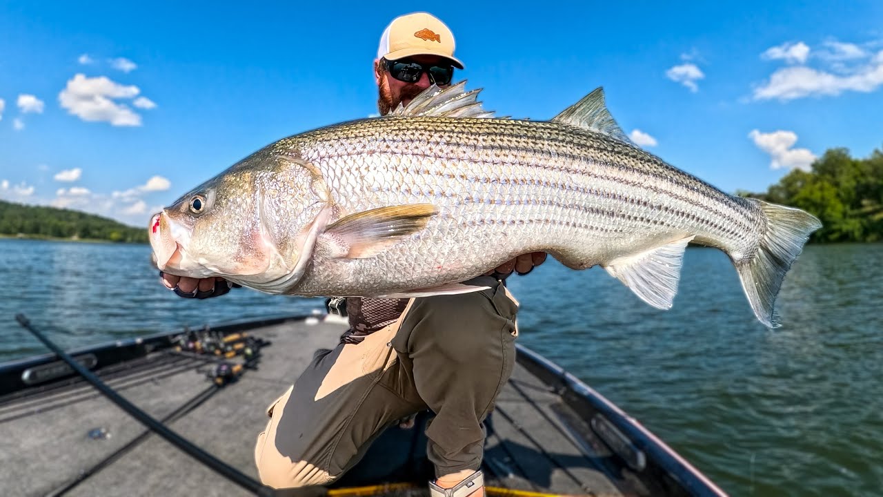 Fishing For Bass, Striped Bass And Other Predator Species With ...
