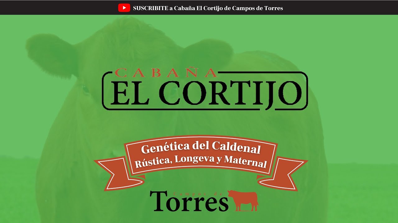 LOTE 22 EL CORTIJO - YouTube