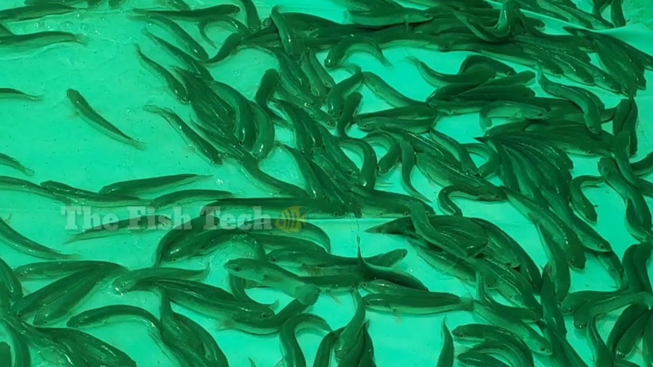 Murrel Fish Biofloc Farming | Murrel fish farming | water exchange ...