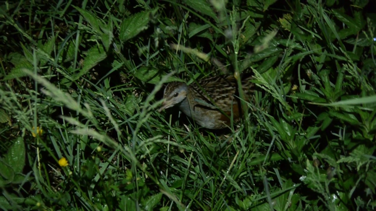 Corncrake singing during the night // Râle des genêts (Crex crex) - YouTube