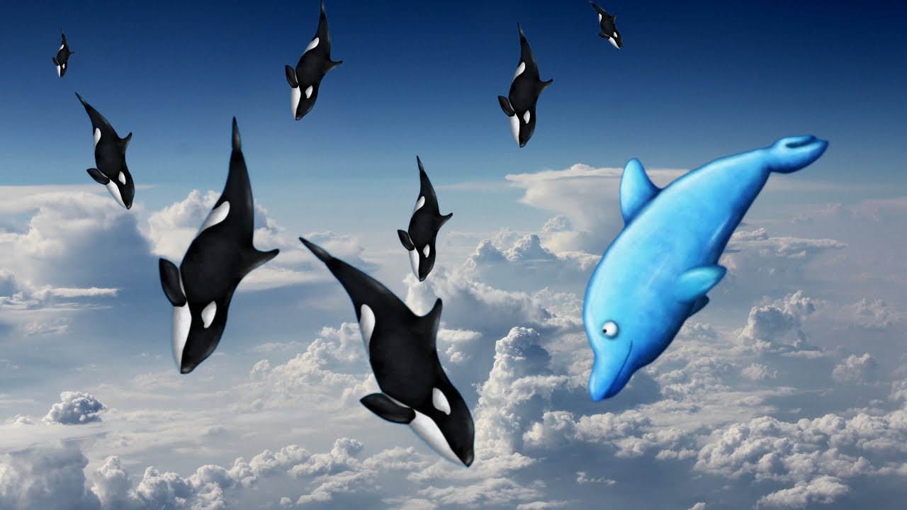 We are flying in the sky with so many Killer Whales | Tasty Blue ...