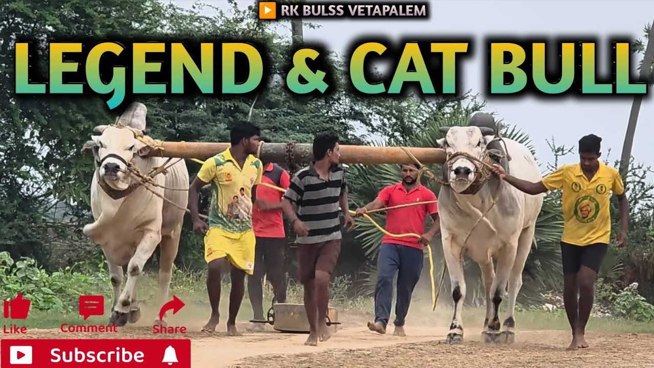 Legend and upcoming cat bull 1st beta video - YouTube