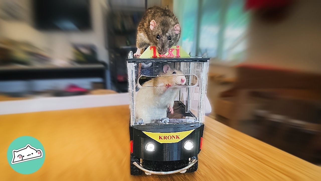 Couple Saves Two Rats And Gives Them A Rodent-Mobile ...