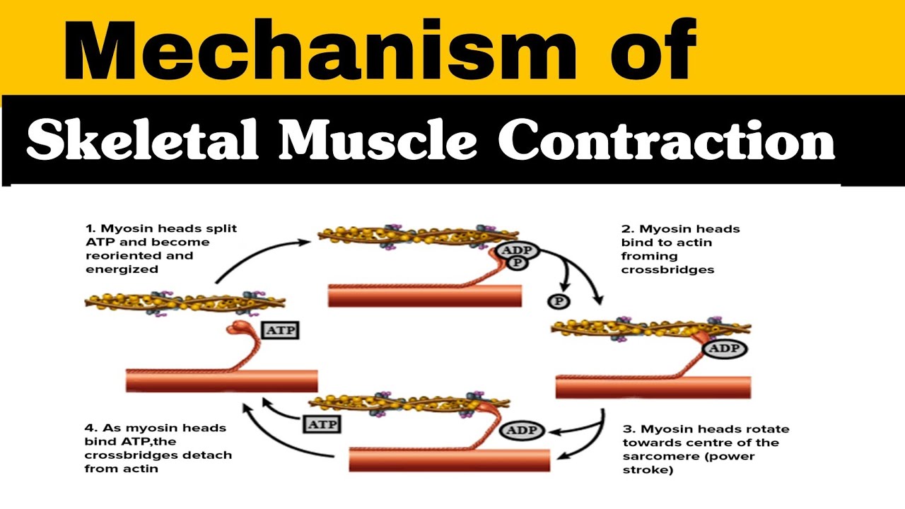 Mechanism of Skeletal Muscle Contraction ll in hindi ll Molecular basis ...