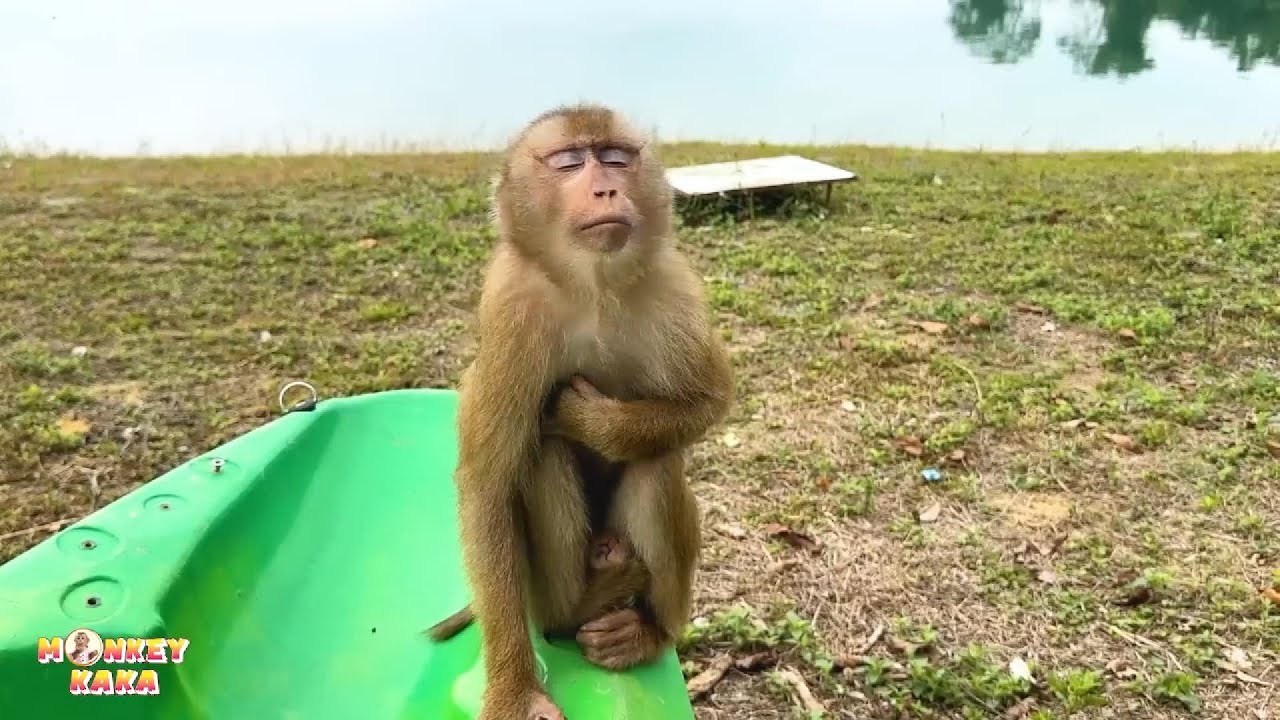 Monkey Kaka closes his eyes and breathes to relieve fatigue. - YouTube
