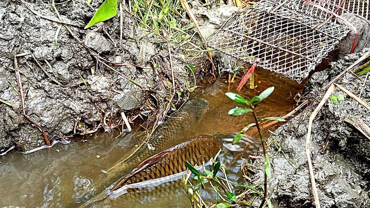 Unique Easy Fish Trap System | Amazing Easy Fish Trap | Catch Large ...