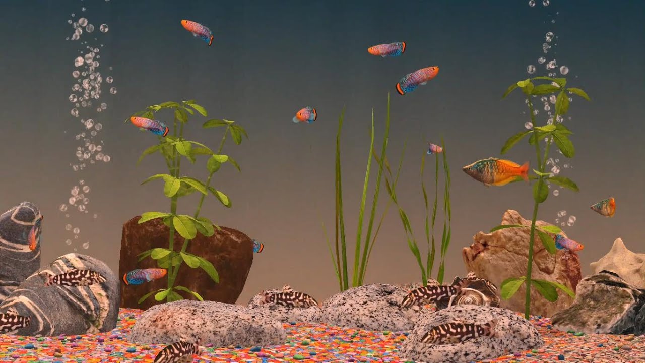 Amazing Fish Tank With Bubbles Sound Effect No Copyright Music - YouTube