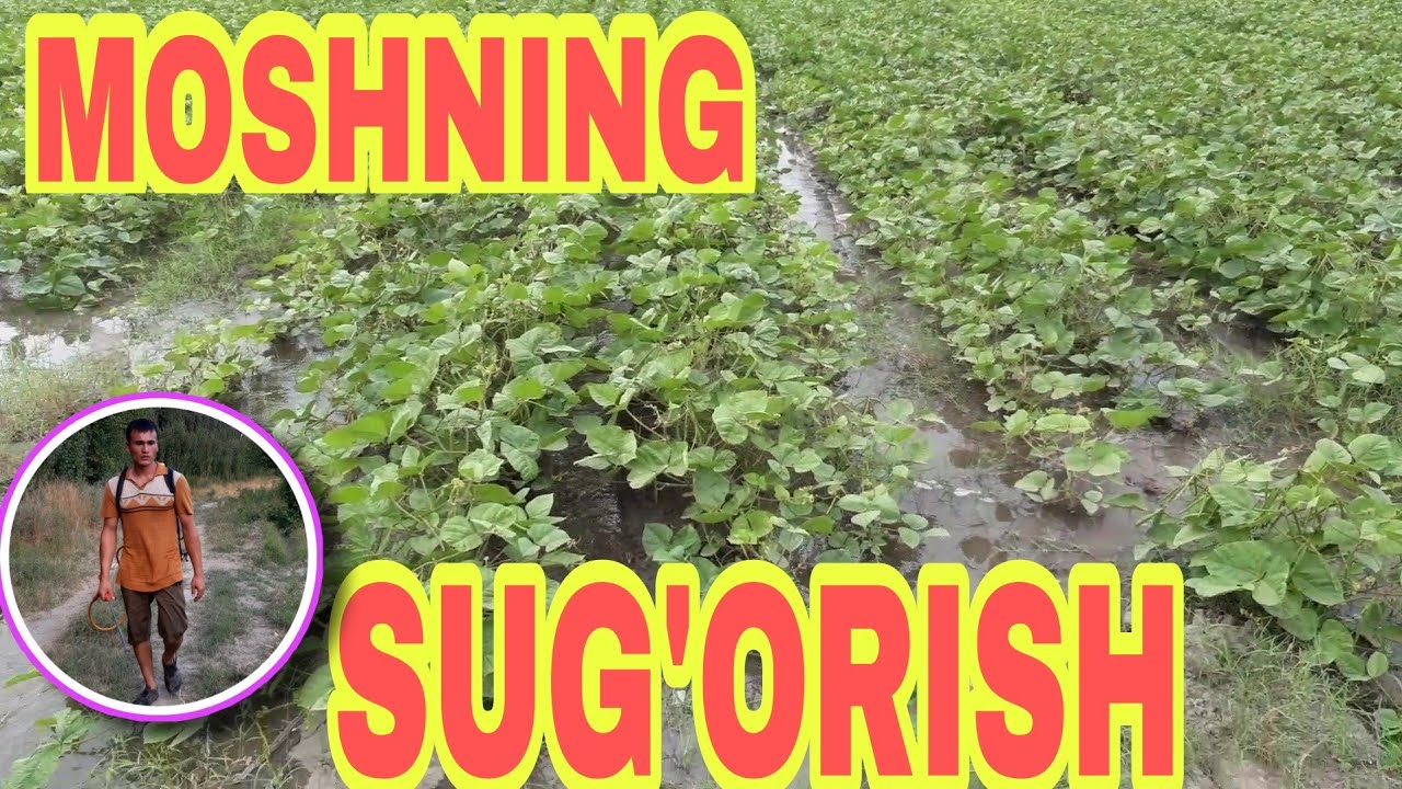 #Mosh #sugorish # jarayoni. #mosh haqida# мош - YouTube