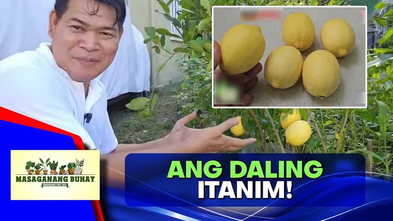 Simpleng pagtatanim ng lemon - YouTube
