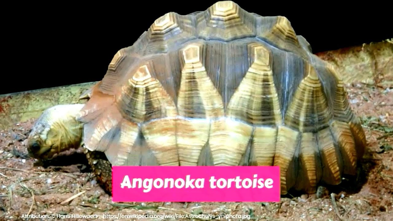 Angonoka tortoise (Astrochelys yniphora) - YouTube