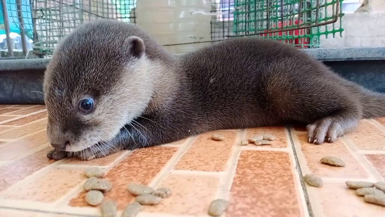 Otter Rango Pups Memerang - YouTube