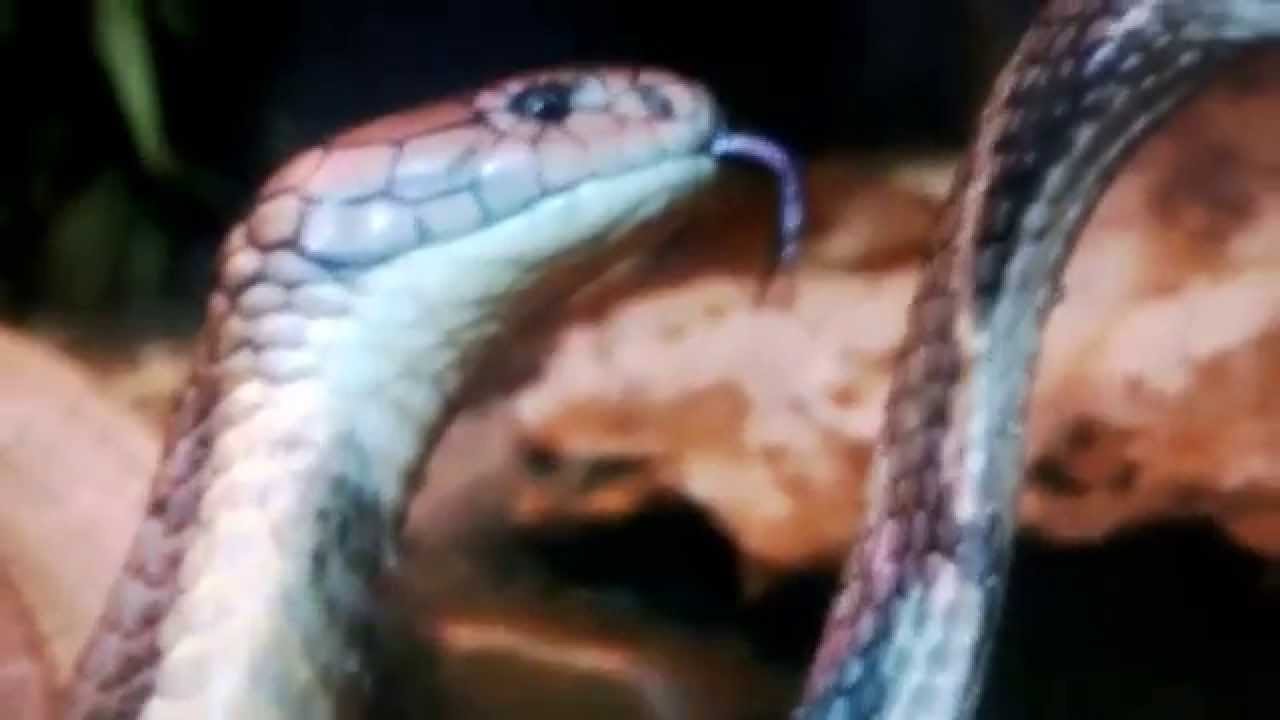 Mating of Asian King Cobras - YouTube